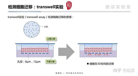 有救啦！cck 8、mtt、划痕实验 、pi染色等14个实验，巨详细！ 知乎