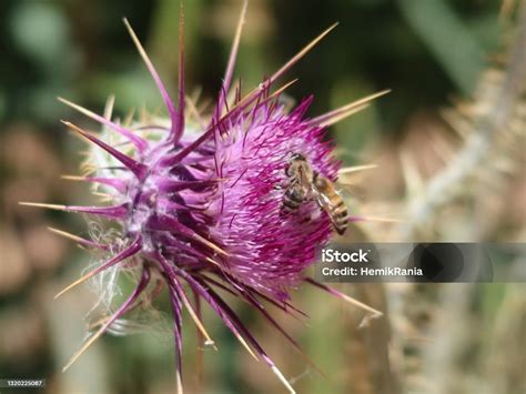 이집트 시나이의 광야 산맥과 세인트 캐서린의 계곡에서 왕좌를 가진 밀크 엉겅퀴 보라색 꽃 0명에 대한 스톡 사진 및 기타 이미지 0명 곤충 꽃 나무 Istock