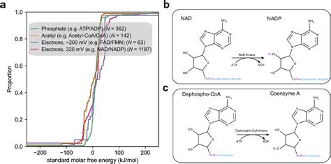 Coenzyme A Synthesis