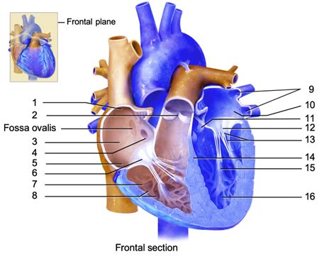 Solved Label Please Aortic Semilunar Valve Bicuspid Valve Mitral Chordae Tendineae