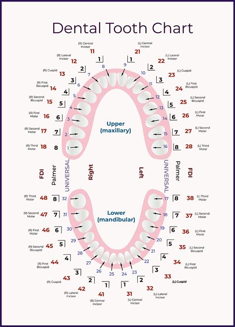 Teeth Names Types And Functions Cochin Dental Clinic