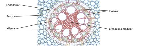 Meristemos Secundarios BiologÍa Y GeologÍa