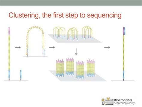 Intro To Illumina Sequencing Pptx