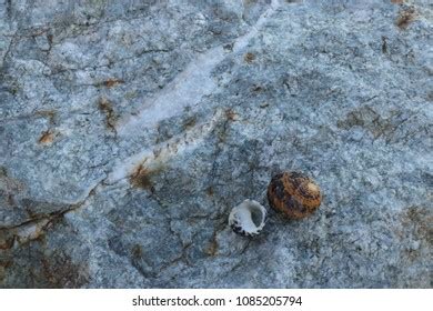 Fossil Shells On Sedimentary Rock Stock Photo Shutterstock
