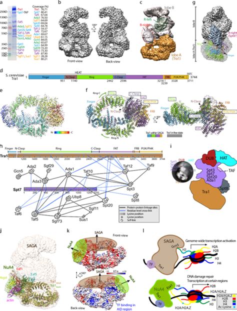 酿酒酵母saga复合体的体系结构 Cell Discovery X Mol