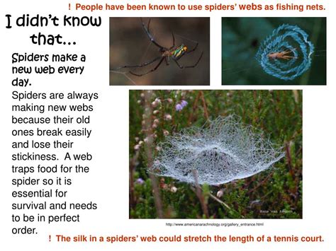 Ppt Class Arachnida Spiders Ticks Mites Harvestman Scorpions