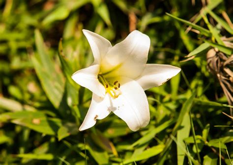 阳光下的白百合花的特写镜头 · 免费素材图片