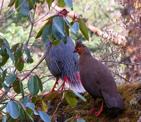 Quail Vs Pheasant 15 Unique Differences Between Ground Dweller Cousins Bird Guidance