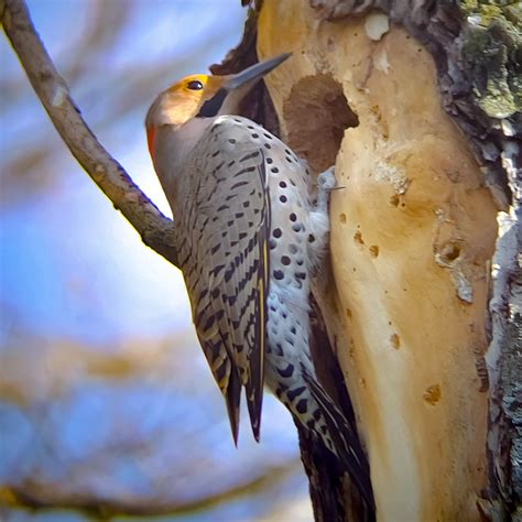 Northern Flicker Male Vs Female Photos Northern Flicker Colaptes