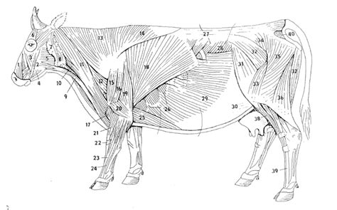 Cow Muscles Labeled