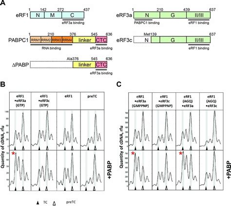 Pabp Increases The Stop Codon Recognition By Release Factors A A Download Scientific Diagram