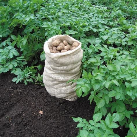 5 Potato Sacks Garden Essentials Kings Seeds A Leading Supplier