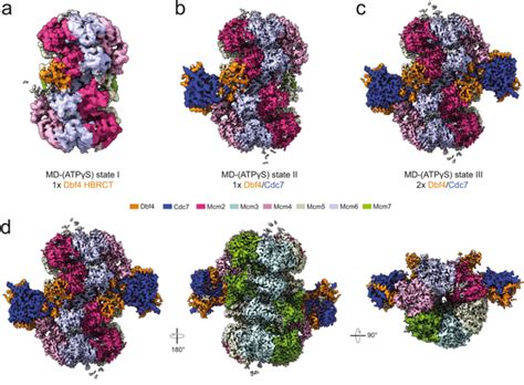 DNA Replication LMS Laboratory Of Medical Sciences