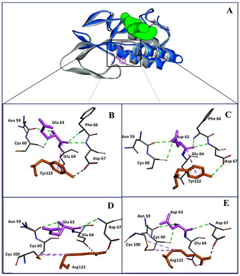 Three Dimensional Structural Modeling Of Rpla2−5 And The Three