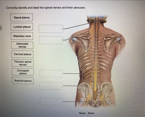 Solved Nerve Plexuses Label The Picture Cervical OFF