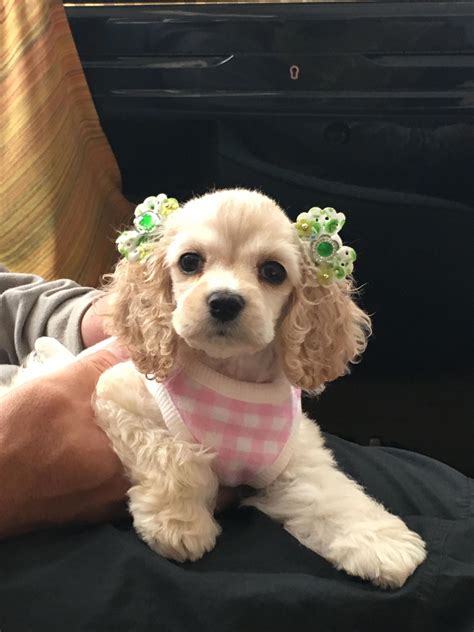 Get Wonderful Pointers On Cocker Spaniels They Are Actually Readily