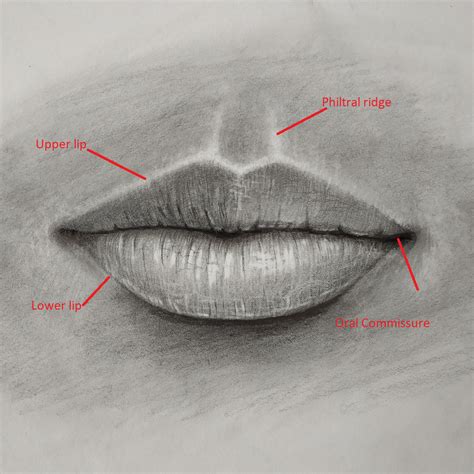 Lips Anatomy For Drawing At Ernest Prather Blog