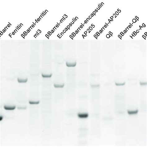 Sds Page Analysis Of Purified Monomeric Antigen Naked And Chimeric Nps Download Scientific