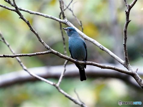 ロクショウヒタキ02 By ムナ （id：10807848） 写真共有サイトphotohito