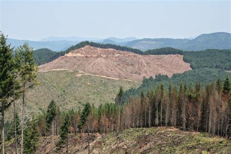 Clear Cut Forest