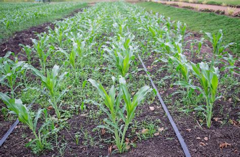 Mfwd Dataset For High Quality Weed Species Analysis In Maize And Sorghum Fields