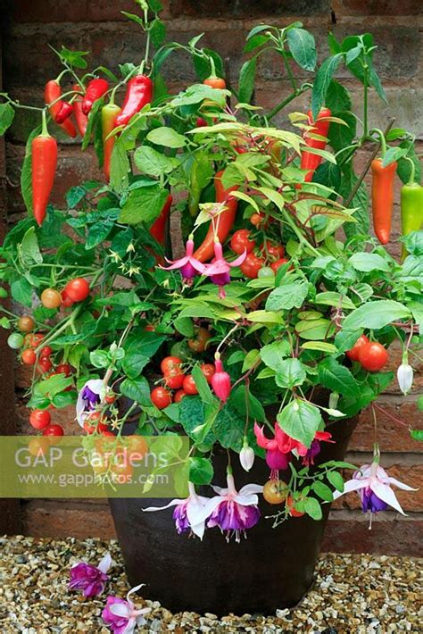 Tomato 'Minibel' wit... stock photo by Graham Strong, Image: 0209790