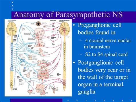 Chapter 14 Autonomic Nervous System The Autonomic Nervous
