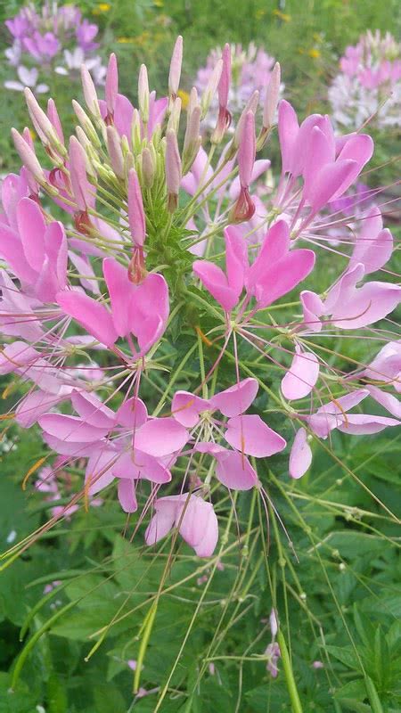 Cleome Identification Health Benefits Uses Invasive Concerns And