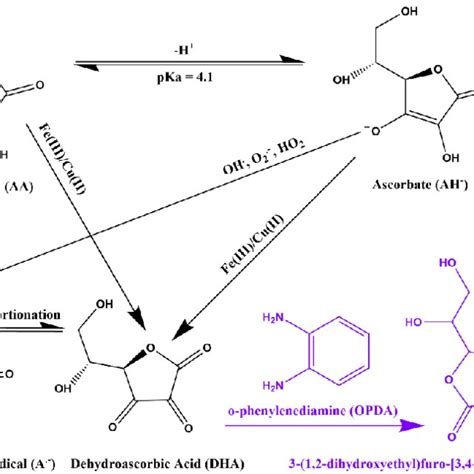 Simplified Reaction Scheme Describing Aa And Ah Oxidation By Ros And