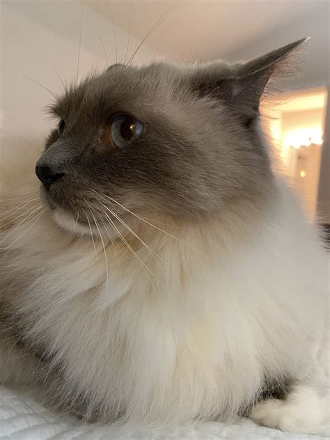 Черный рэгдолл картинки и фото Koshka Top