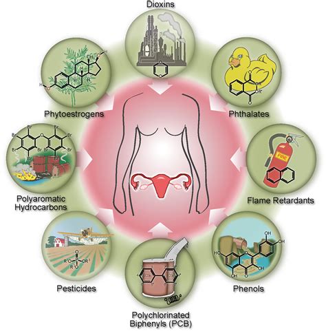 Plastic And Public Health Health Endocrine Disruptors Earthdecks