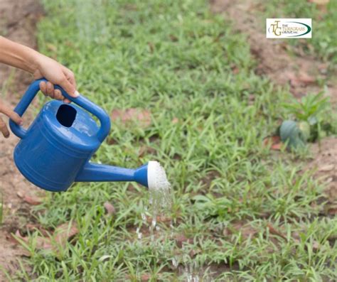 Planting New Grass Seed Best Practices For A Healthy Start