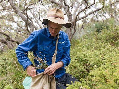 Tern Ecosystem Research Infrastructure School Of Biological Sciences University Of Adelaide