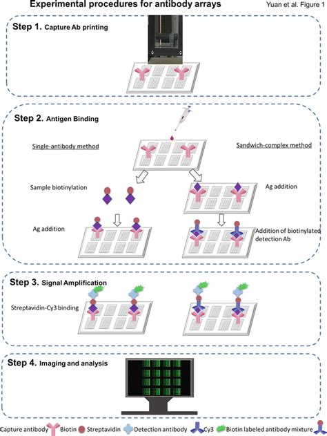 Protein Arrays I Antibody Arrays Springerlink