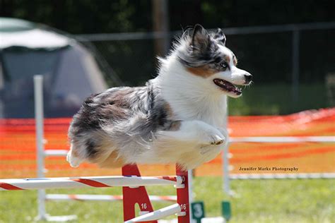 Absoloot Australian Shepherds • Libby