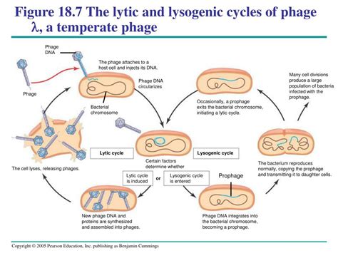 Ppt Chapter 18 Powerpoint Presentation Free Download Id448124
