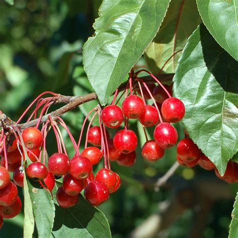 Crab Apple Prairie Fire At Christian Liao Blog