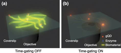 Cartoon Illustrating An Example Of A Time Gated Real Time 3d Download Scientific Diagram