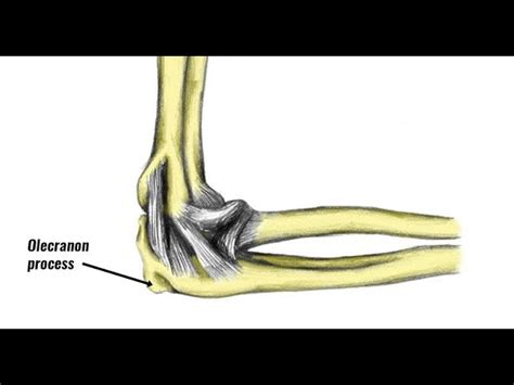 Olecranon Anatomy Elbow Ottawa Msk