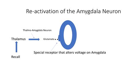 Havening Blog By Dr Ronald A Ruden Md Phd — The Needle In