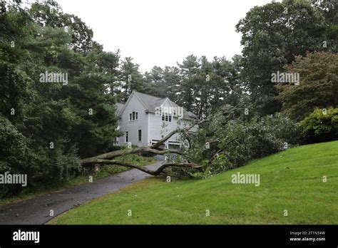 Fallen Tree Blocking A Driveway Of A Suburban Home Caused By Stormy Weather From Hurricane Lee