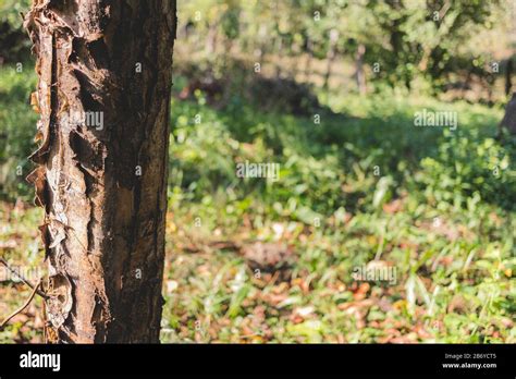 Closeup Of A Debarked Tree With Spider Webs Inside And Green Grass In