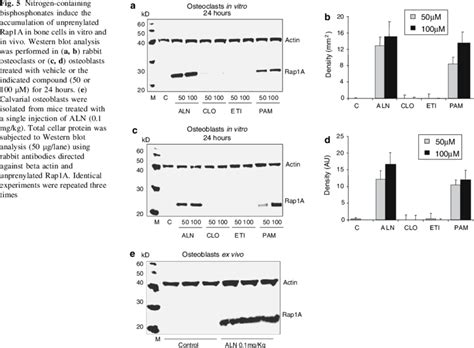 Nitrogen Containing Bisphosphonates Induce The Accumulation Of