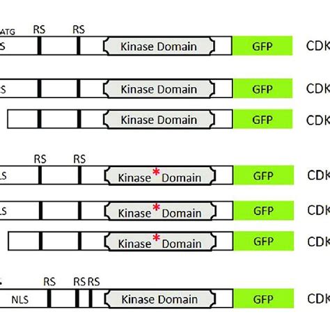 Schematic Representation Of The Constructs Used In This Study The