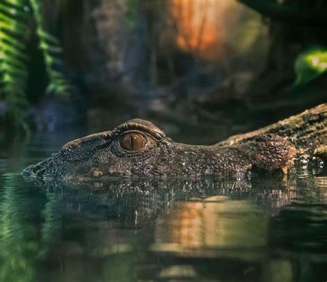 La Ferme Aux Crocodiles à Pierrelatte Visite Et Infos Pratiques