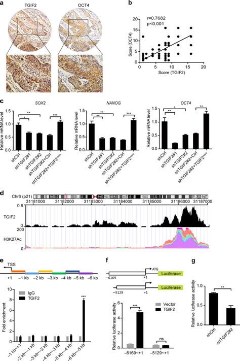 T2 Promotes The Progression Of Lung Adenocarcinoma By Bridging Egfr Ras Erk Signaling To