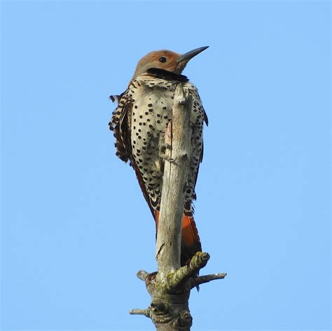 Those Flashy Flickers — Olympic Peninsula Audubon Society