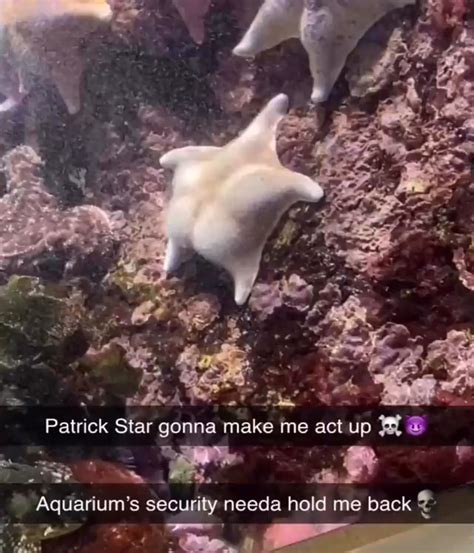 Patrick Star Gonna Make Me Act Up Aquarium S Security Needa Hold Me Back IFunny