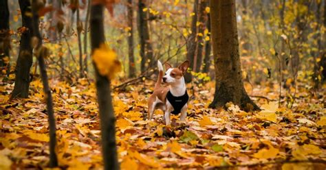 Свята у листопаді 2024 року в Україні чи будуть додаткові вихідні — Різне