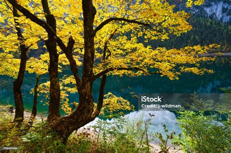 맑고 투명한 물과 반사와 평화로운 가을 알프스 산 호수 근처 큰 단풍 나무 고소센 또는 Vorderer 고사우제 호수 어퍼